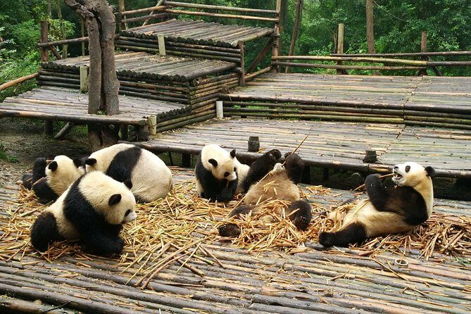 Chengdu Impression of Lovely Pandas and Giant Buddha - Starting Your Day with the Pandas