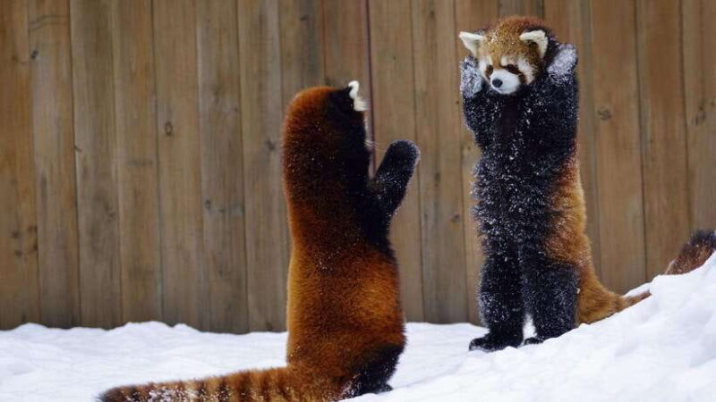 Chengdu: Jiuzhaigou, Dujiangyan, and Emeishan 9-Day Tour - The Sum Up