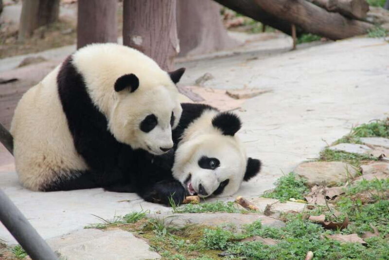 Chengdu: Leshan Buddha Optional Tours w/ Transfer or Guide - Key Points