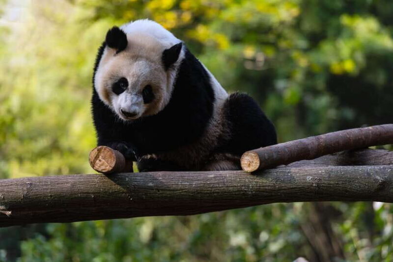 Chengdu: Leshan Buddha Optional Tours w/ Transfer or Guide - Authentic, Value-Driven Experience