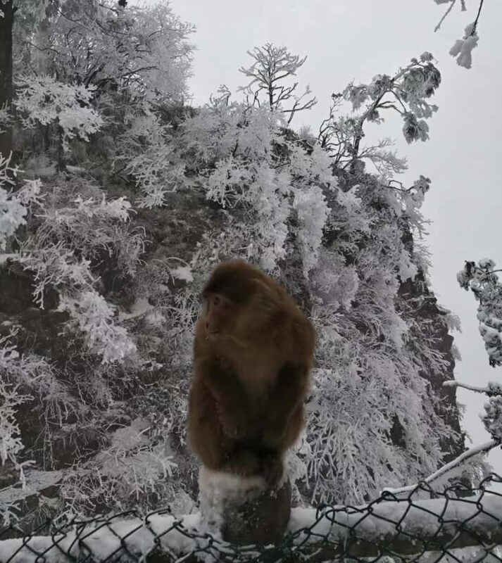 Chengdu: Leshan Giant Buddha & Mount Emei 2-Day Culture Tour - Key Points