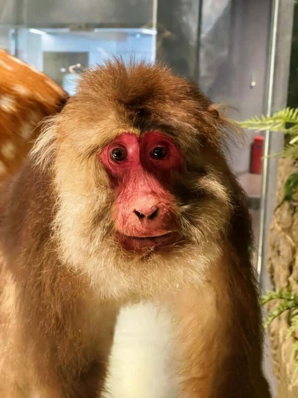 Chengdu: Natural History Museum Guided Tour - FAQ