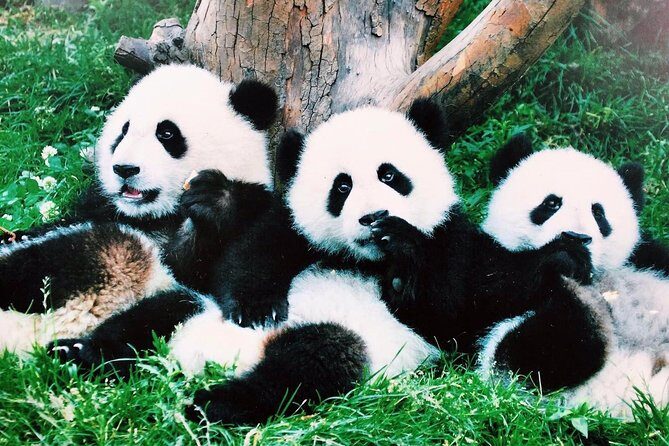 Chengdu One Day Trip from Xiamen by Air: Leshan Giant Buddha, Pandas and More - FAQ about the Chengdu One Day Trip from Xiamen by Air