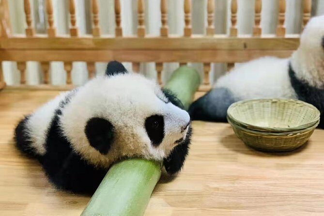 Chengdu One Day Trip of Panda Base Plus Your Choice - Discovering the Panda Base: What to Expect