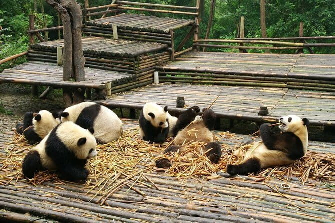 Chengdu Panda and Huanglongxi Ancient Town Private Day Tour - The Sum Up: Is It Worth It?