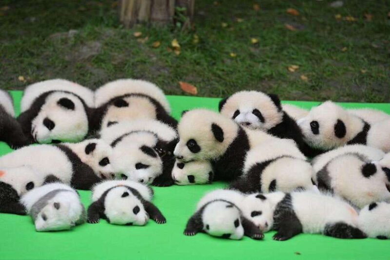 Chengdu: Panda Base and Leshan Giant Buddha Day Tour - Practical Details for Your Day
