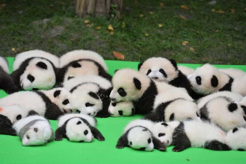 Chengdu: Panda Base and Leshan Giant Buddha Day Tour - FAQ