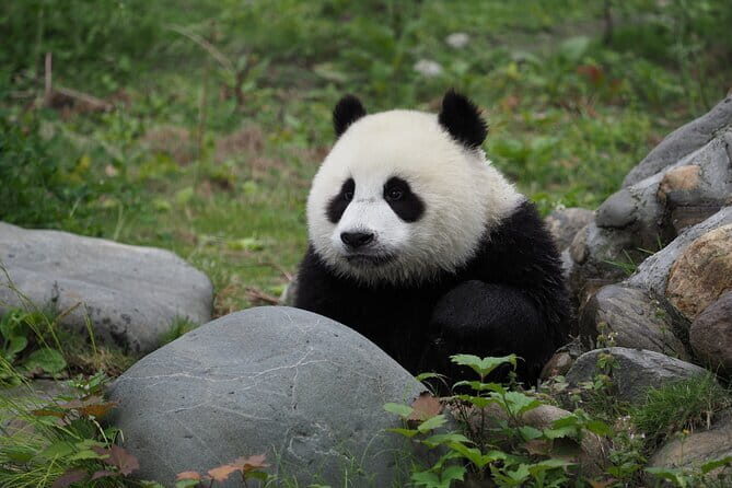 Chengdu Panda base and Leshan Giant Buddha one day private tour - Key Points