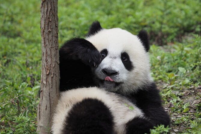 Chengdu Panda base and Leshan Giant Buddha one day private tour - Visiting the Panda Base: Close Encounters with Nature