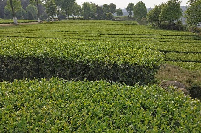 Chengdu panda base and Leshan Giant Buddha one day tour - Final Thoughts: Is It Worth It?