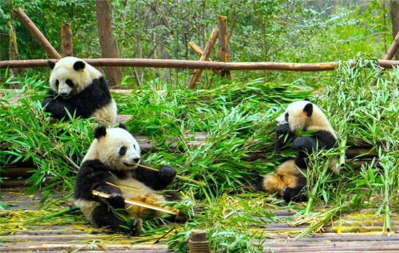 Chengdu Panda Base and Luodai Ancient Town One-Day Tour - Chengdu Panda Base and Luodai Ancient Town One-Day Tour: A Balanced Journey Through Natural Wonders and Cultural Heritage