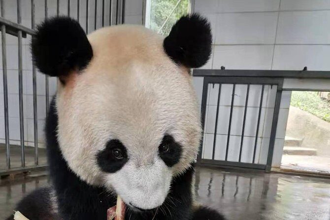 Chengdu Panda Base and Sanxingdui Museum Day Tour - Key Points