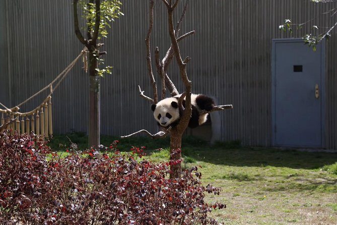 Chengdu Panda Base and Wuhou Temple,Jinli Ancient Town Day Tour - Practical Details That Matter