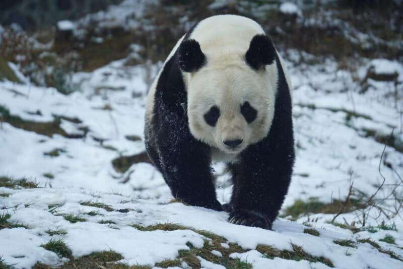 Chengdu: Panda Base, Farmer's Market, and Cooking Class - A Well-Rounded Chengdu Experience
