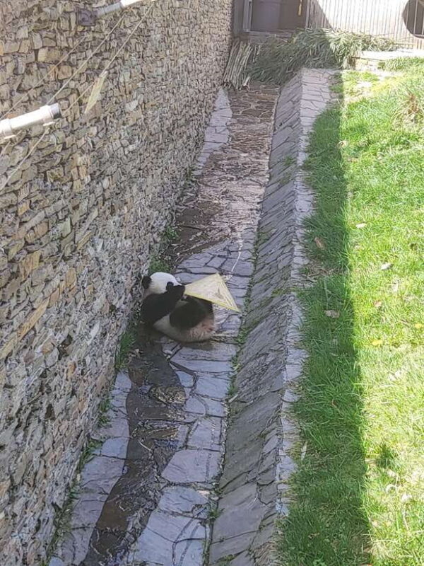 Chengdu: Panda Base, Farmer's Market, and Cooking Class - Final Thoughts