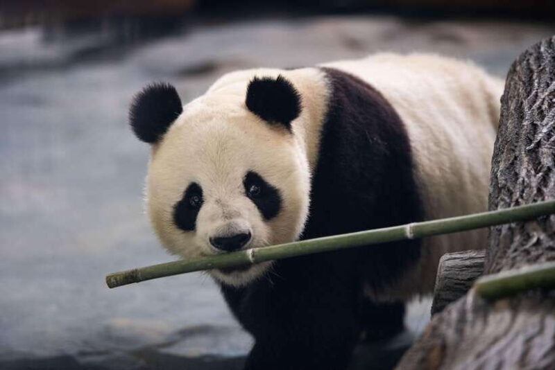 Chengdu: Panda Base Half Day Group Tour - Practical Details and Tips