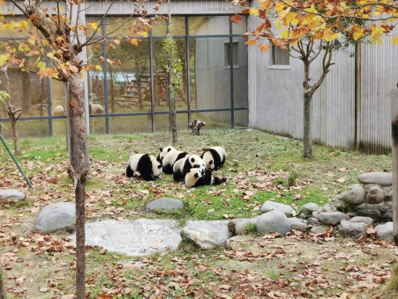 Chengdu: Panda Base Half Day Group Tour - FAQs about the Chengdu Panda Base Half Day Tour