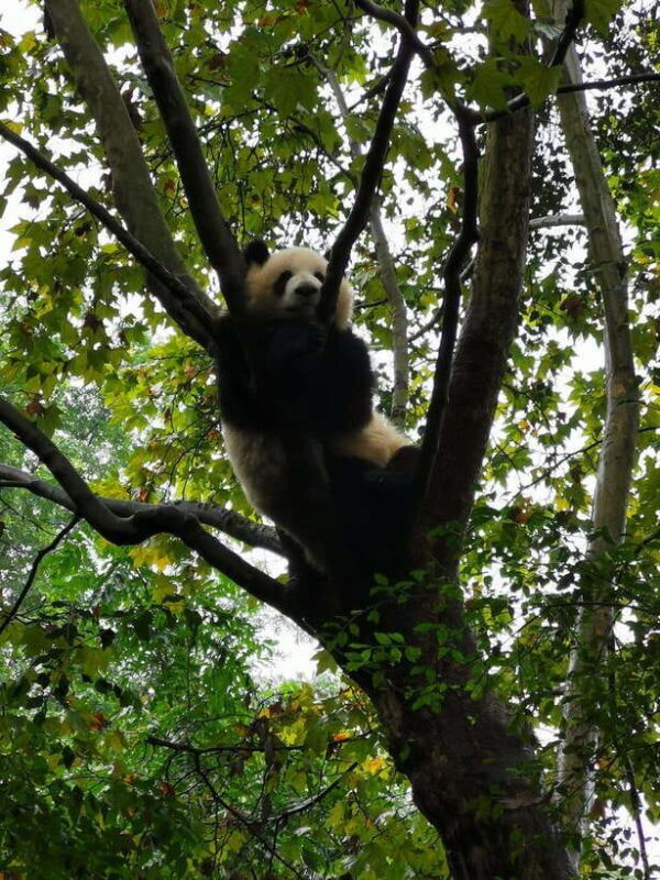 Chengdu: Panda Base Half Day Group Tour - Final Thoughts: Who Will Get the Most From This Experience?