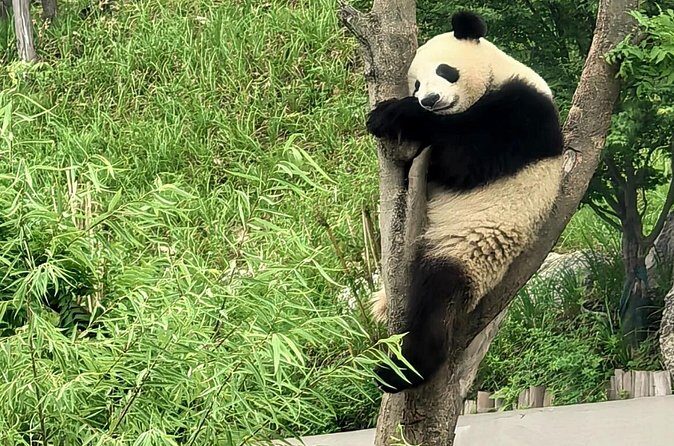 Chengdu Panda Base Half-Day Tour Optional Sichuan Opera Face - What Previous Travelers Say