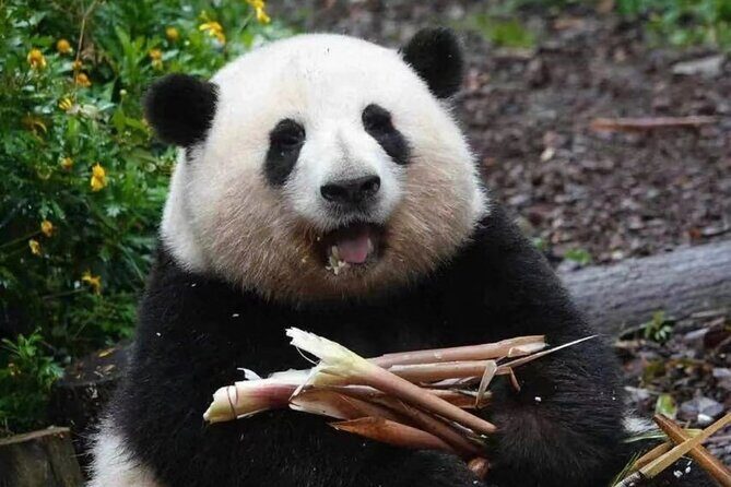 Chengdu Panda Base Half-Day Tour Optional Sichuan Opera Face - The Sum Up