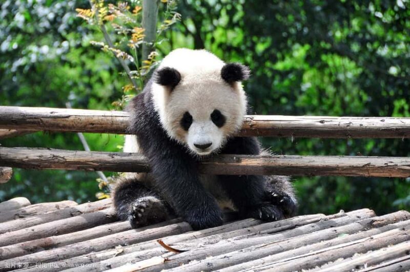 Chengdu: Panda Base Half-day Tour or Panda & Buddha Day Tour - Key Points