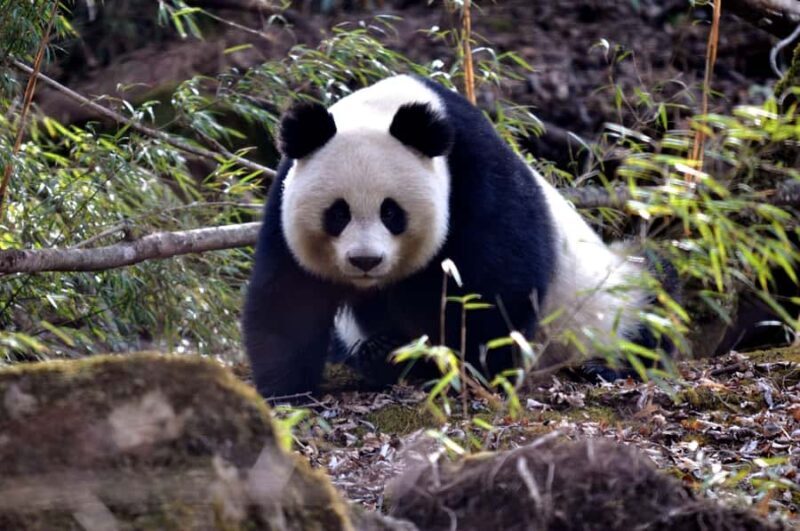 Chengdu: Panda Base Half-day Tour or Panda & Buddha Day Tour - An In-Depth Look at the Tour Experience