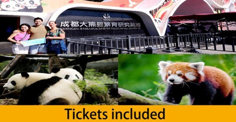 Chengdu panda base half day tour - Final Thoughts: Is It Right for You?