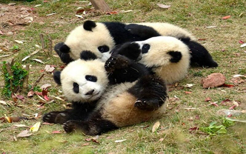 Chengdu panda base half day tour - FAQ