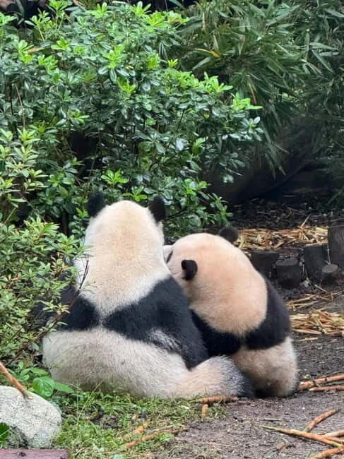 Chengdu: Panda Base/Leshan Buddha/Emei/City Day Tour-Options - Frequently Asked Questions