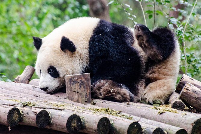 Chengdu: Panda Base Leshan Buddha English-guided Group Tour - Traveling to Leshan — Scenic and Relaxing