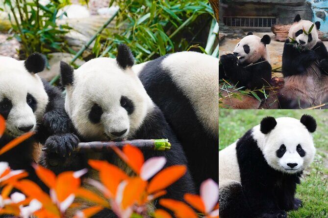 Chengdu Panda Base Ticket/Experiences from Chunxi Road - The Itinerary in Detail: What to Expect