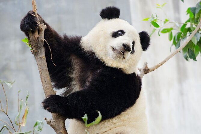 Chengdu Panda Base Ticket/Experiences from Chunxi Road - Frequently Asked Questions