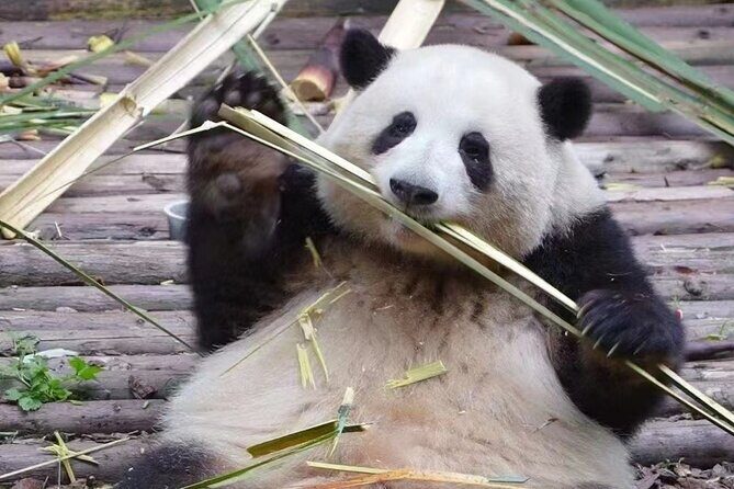 Chengdu Panda Base visit Sichuan cuisine learning experience - Key Points