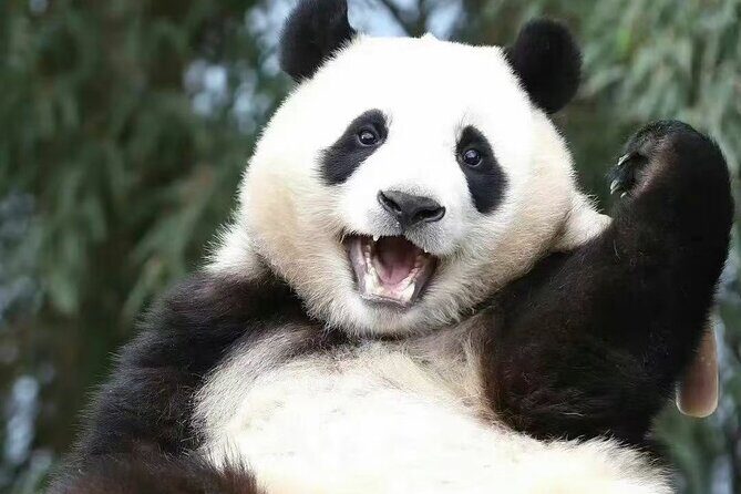 Chengdu Panda Base visit Sichuan cuisine learning experience - Who Should Consider This Experience?