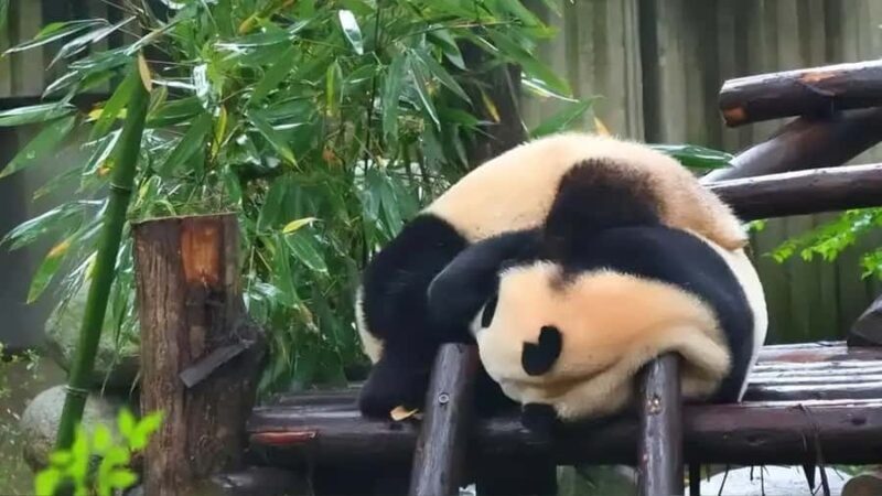 Chengdu: Panda Breeding Base Private Guided Tour - Key Points