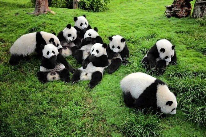 Chengdu Panda Breeding Base Ticket w/ Optional Transfer or Guide - Final Thoughts: Why You Should Consider This Tour