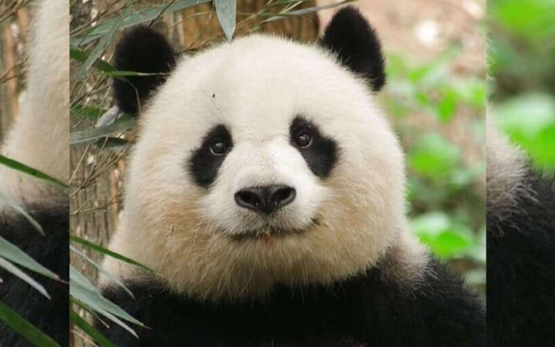 Chengdu: Panda Breeding Base Tickets Booking - Introduction: Why This Experience Matters