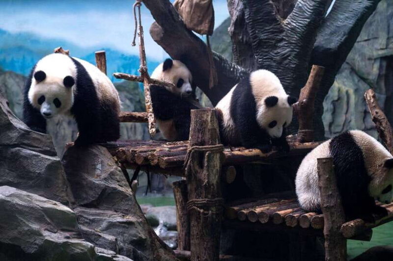 Chengdu: Panda Breeding Base Tickets Booking - The Itinerary in Detail: What You Can Expect