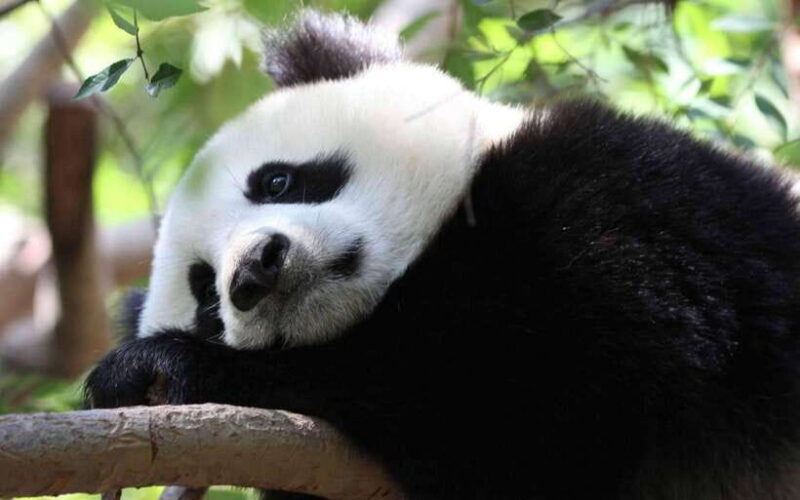 Chengdu: Panda Breeding Base Tickets Booking - What You’ll See and Learn: Panda Encounters