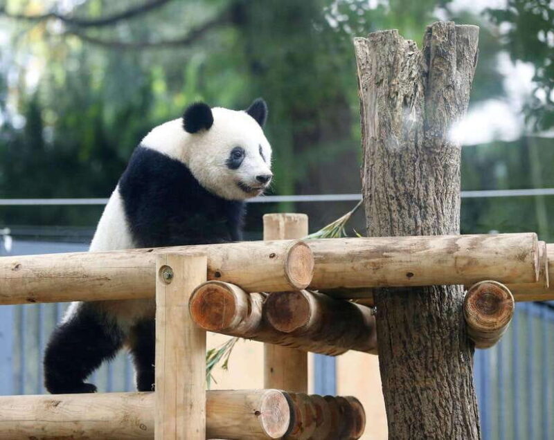Chengdu: Panda Breeding Base Tickets Booking - Practical Tips for Your Visit