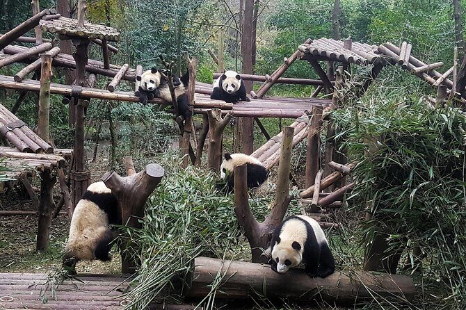 Chengdu Panda & City Tour: Your Ultimate Experience - Chengdu: A City of Contrast and Charm