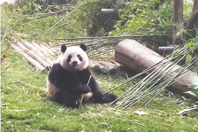 Chengdu Panda Impression Private Day Tour - Who Should Consider This Tour?