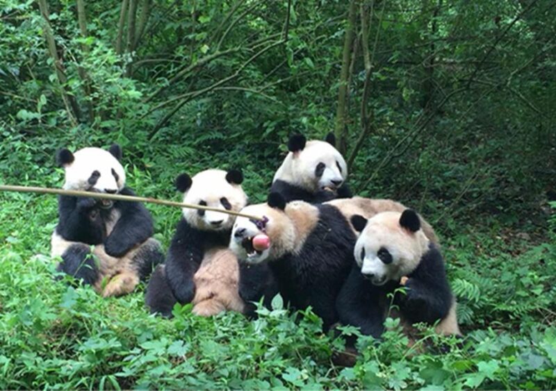 Chengdu panda & Leshan Buddha One Day Private Tour - Key Points