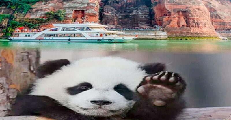 Chengdu panda & Leshan Buddha One Day Private Tour - Authentic Experiences and Cultural Insights