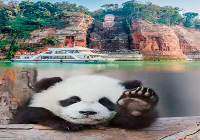 Chengdu panda & Leshan Buddha One Day Private Tour - Who Will Love This Tour?