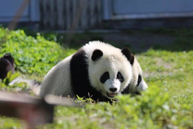 Chengdu Panda & Leshan Giant Buddha Premium Private Day Tour - Who Will Appreciate This Tour?