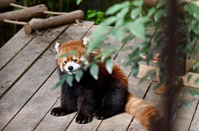 Chengdu Panda Park Bus Tour with Option Leshan Giant Buddha - Who Should Consider This Tour?