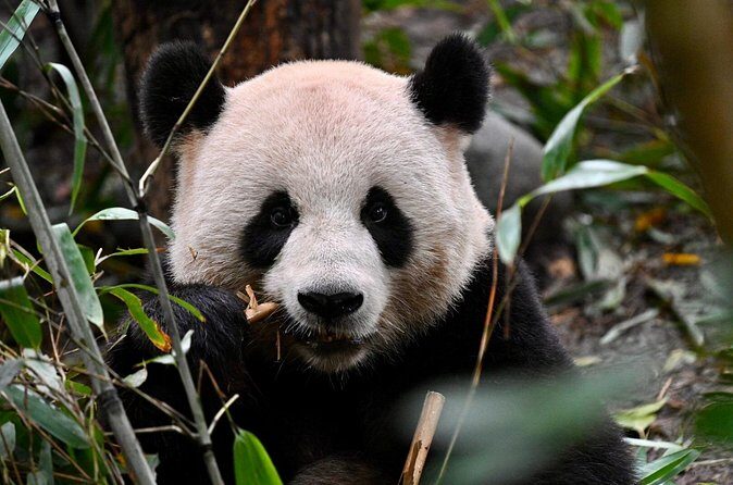 Chengdu Panda Park Bus Tour with Option Leshan Giant Buddha - The Sum Up