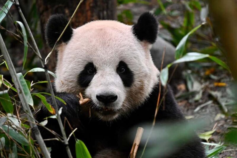 Chengdu: Panda Park & Optional Leshan Giant Buddha Tour - Key Points