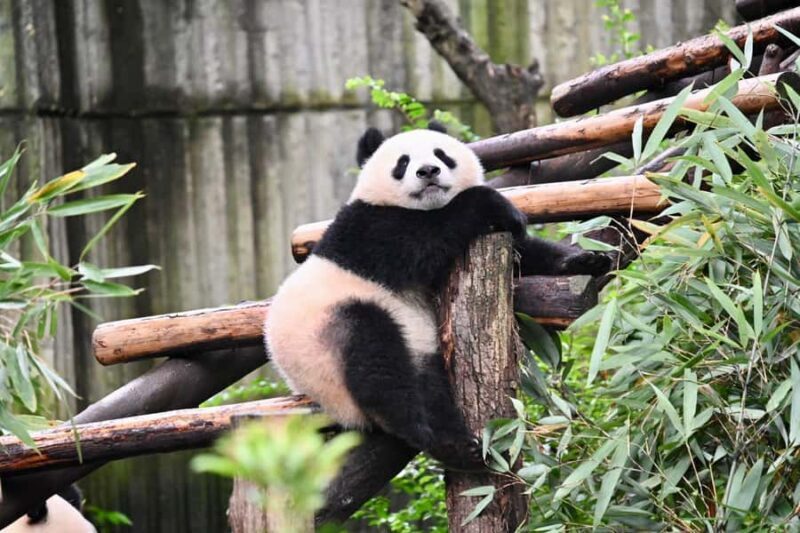 Chengdu: Panda Park & Optional Leshan Giant Buddha Tour - The Real Value: What Makes This Tour Stand Out